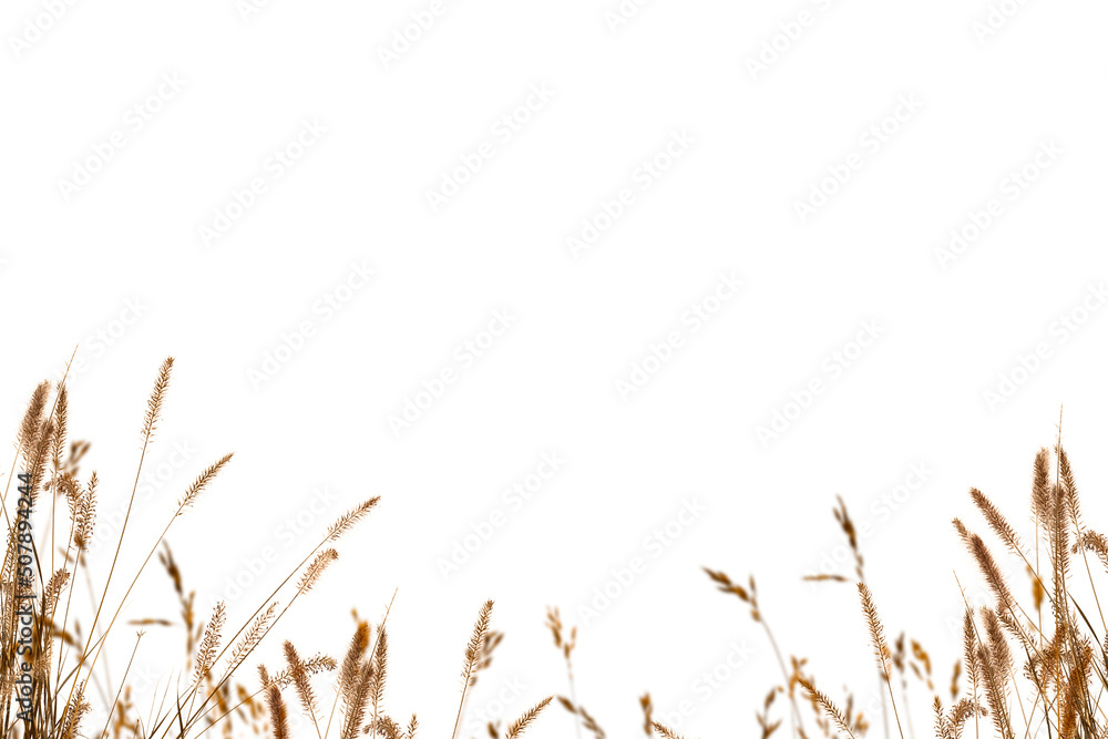 Flower grass petals Photo Overlays, Photoshop Overlays, Summer overlays ...