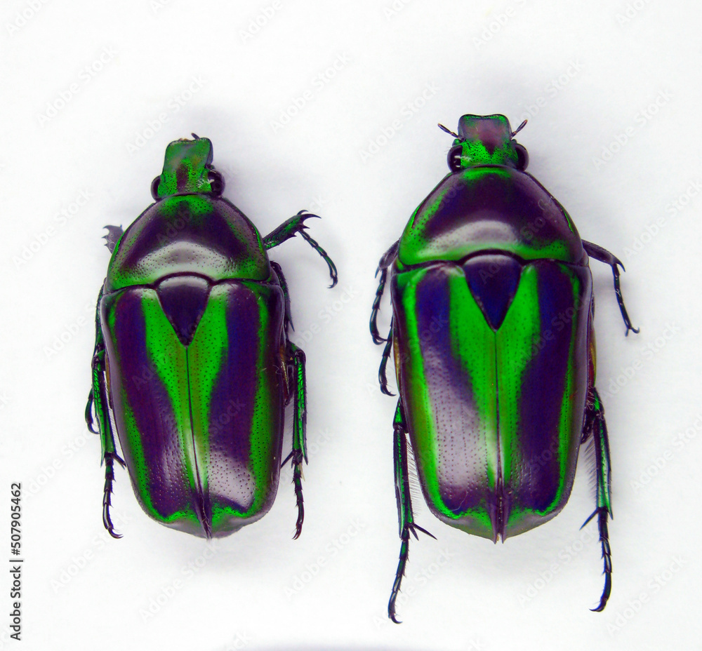 Beetles isolated on white. Green black african, flower beetle ...