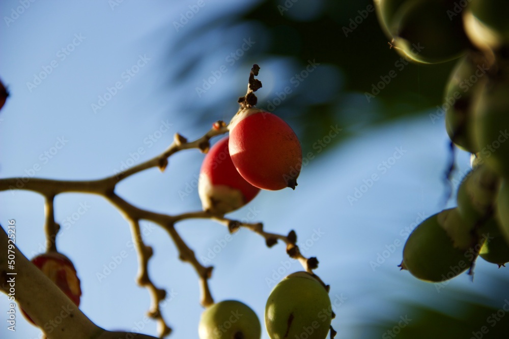 Foto Jerivá - Frutos da Palmeira - Jeriva palm tree and fruits (Syagrus ...