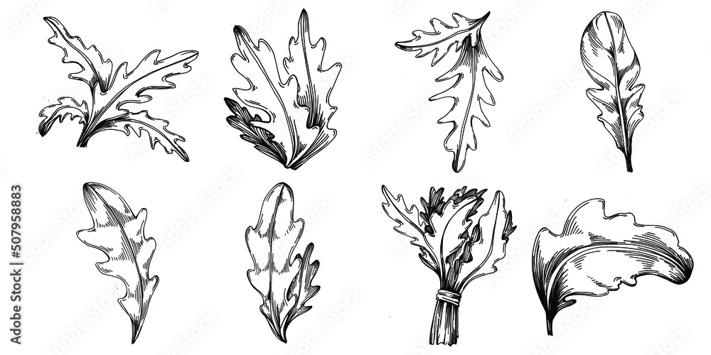 Arugula vector isolated plant with leaves. Herbal engraved style ...