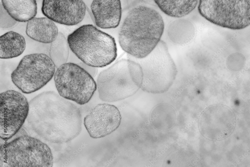 Microscope image of an infectious virus under the microscope, for ...