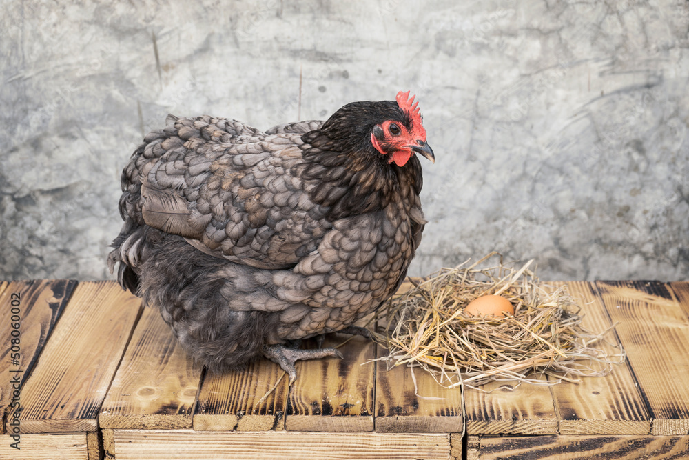Laying hens Blue australorp chicken with an egg in a straw on a wooden ...