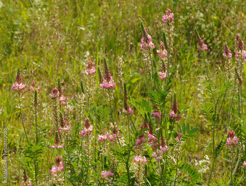 (Onobrychis viciifolia) Dense pink flowers of common sainfoins on ...