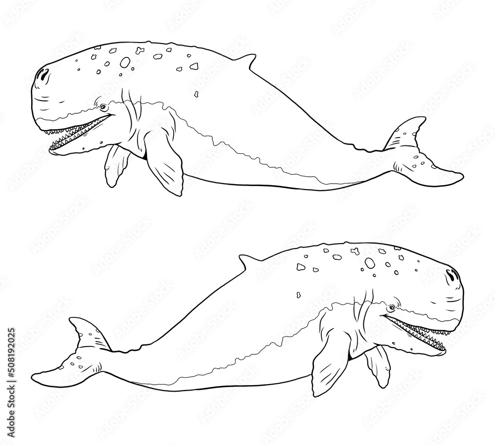 Prehistoric whale Livyatan. Silhouette illustration with extinct ...