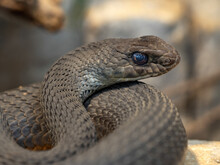 Eastern Montpellier Snake Free Stock Photo - Public Domain Pictures