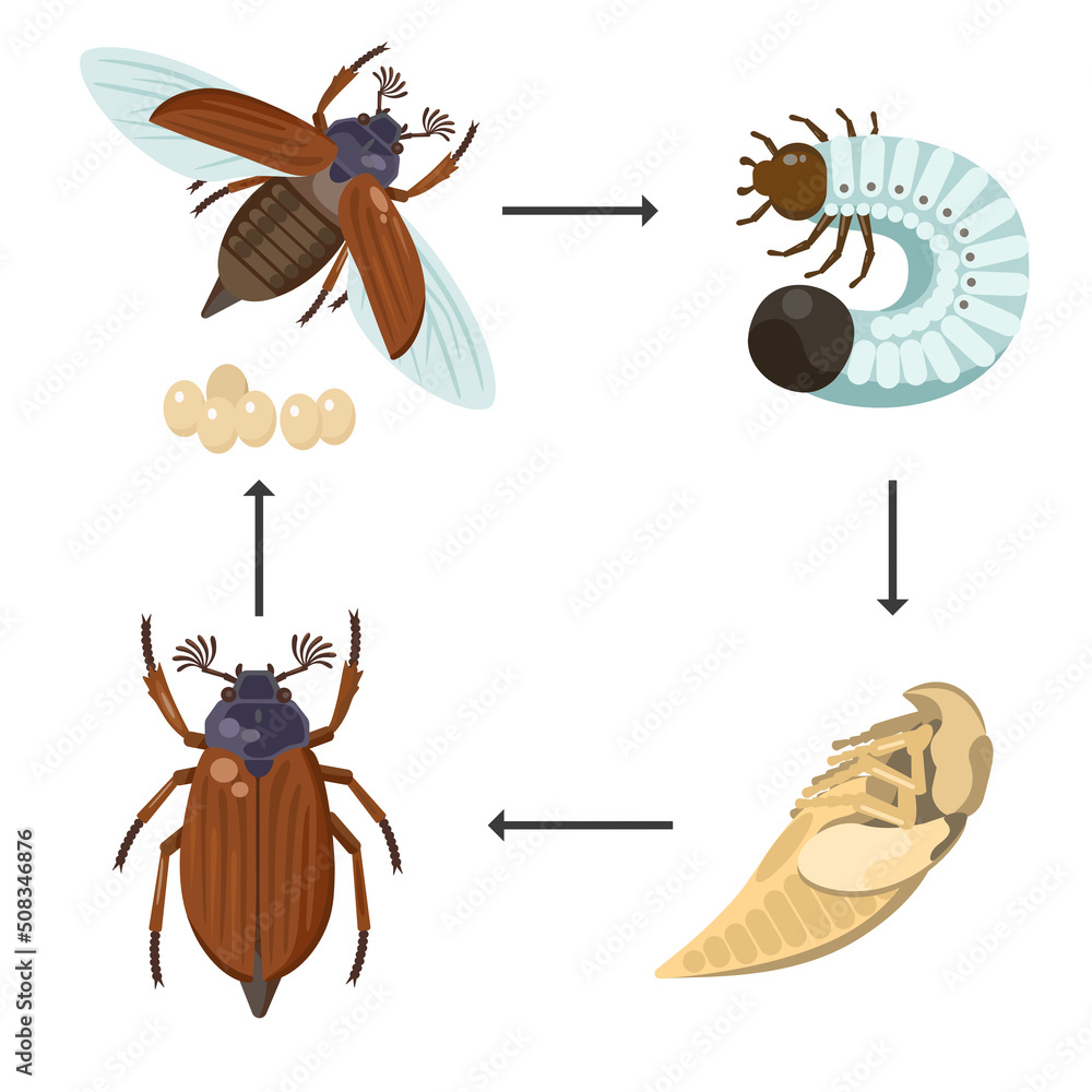 Development cycle of chafer, may bug, Melolontha melolontha. Imago ...
