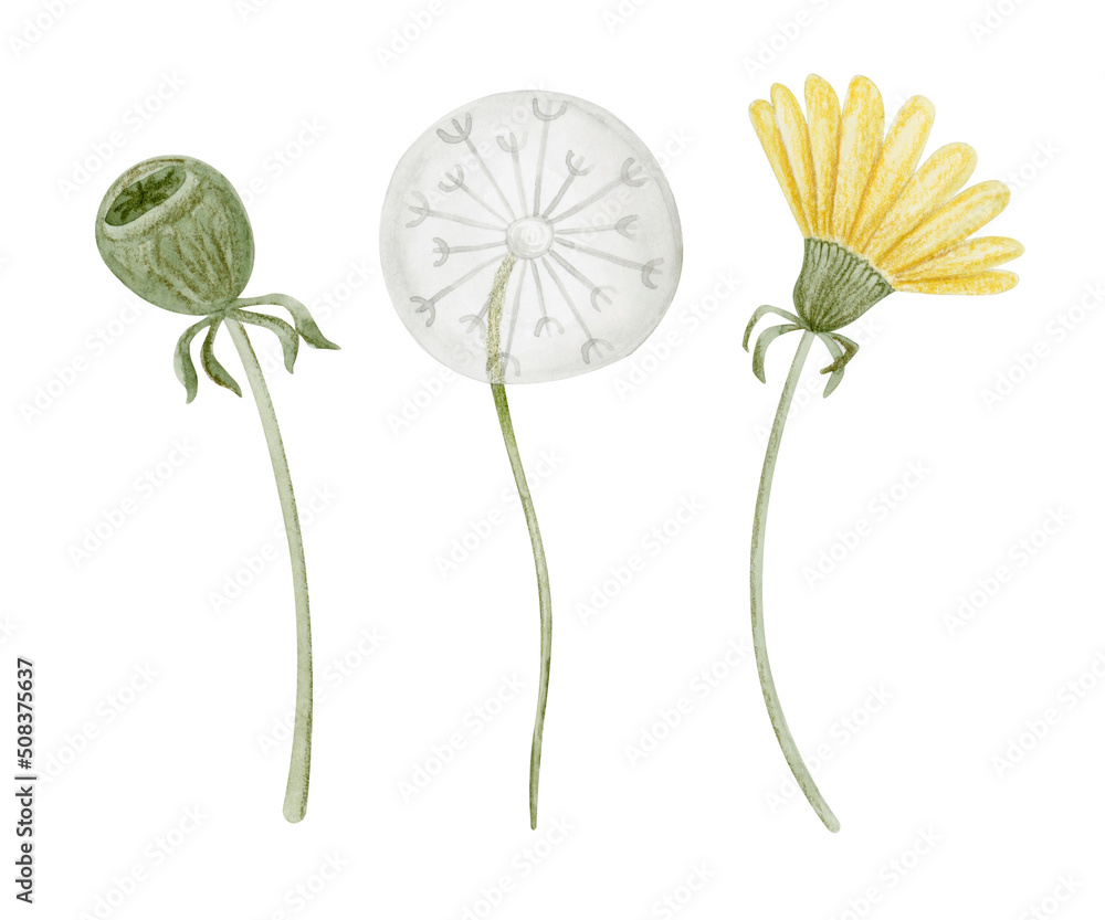 Dandelion flower watercolor hand drawn illustration. Botanical clipart ...