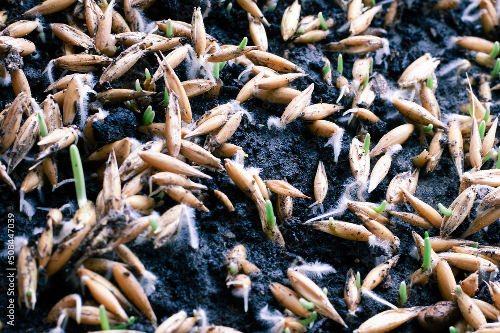 Macro photo of oat seeds sowed in ground full screen picture. Seeding ...