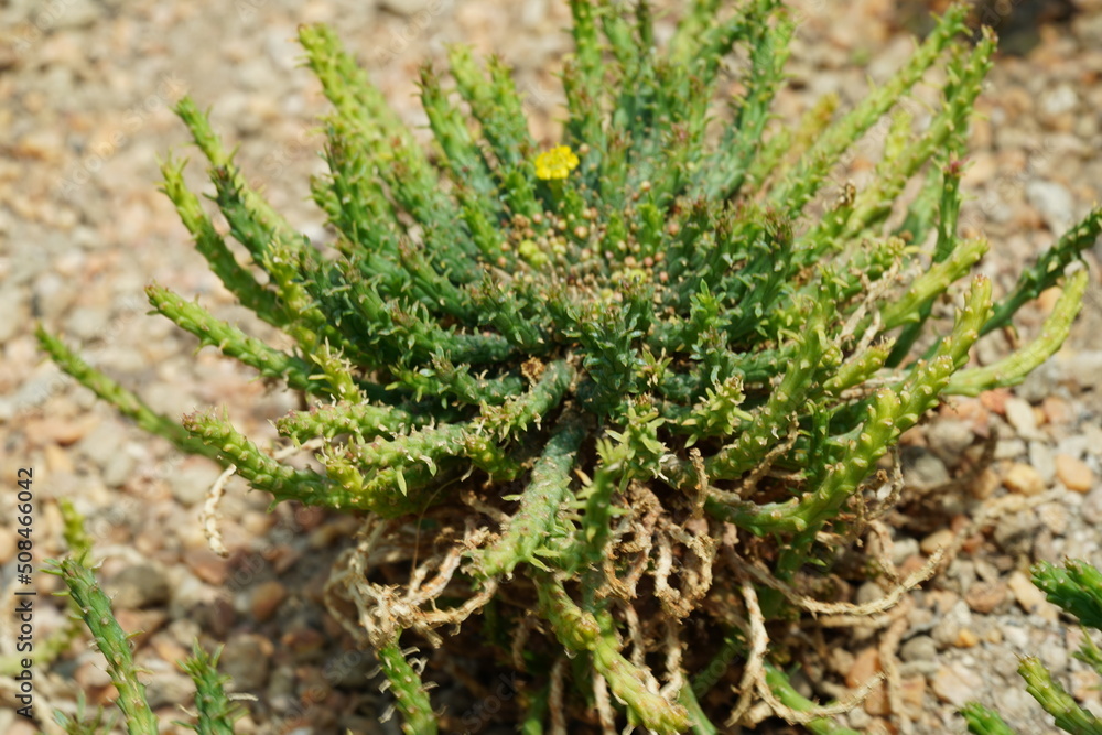 Euphorbia caput-medusae is a succulent plant belonging to the genus ...