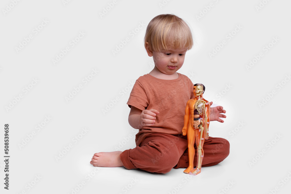 little boy holding a toy, human model for studying anatomy, body ...