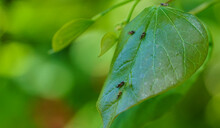 Redbud Tree Blossoms And Dew Free Stock Photo - Public Domain Pictures