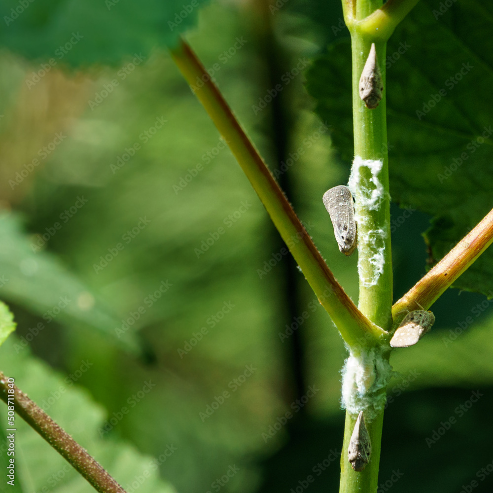 Citrus Flatid Planthopper (Metcalfa pruinosa) sitting on stem of ...