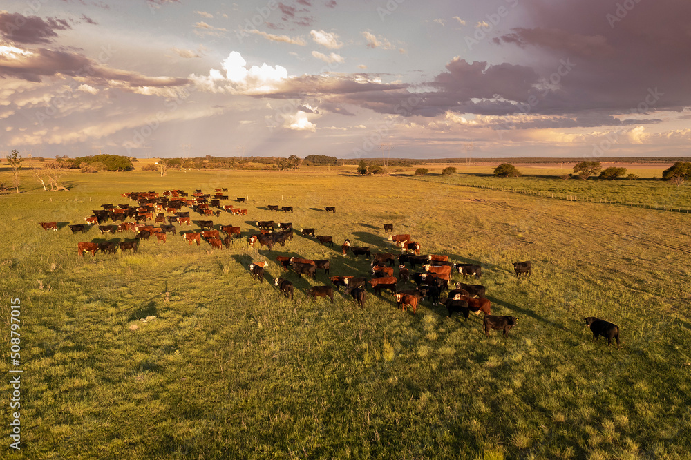 Aerial view of a troop of steers for export, cattle raised with natural ...