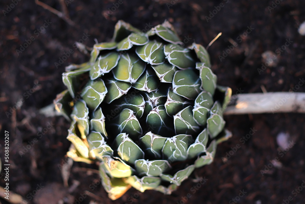 Queen Victoria Agave Stock Photo | Adobe Stock