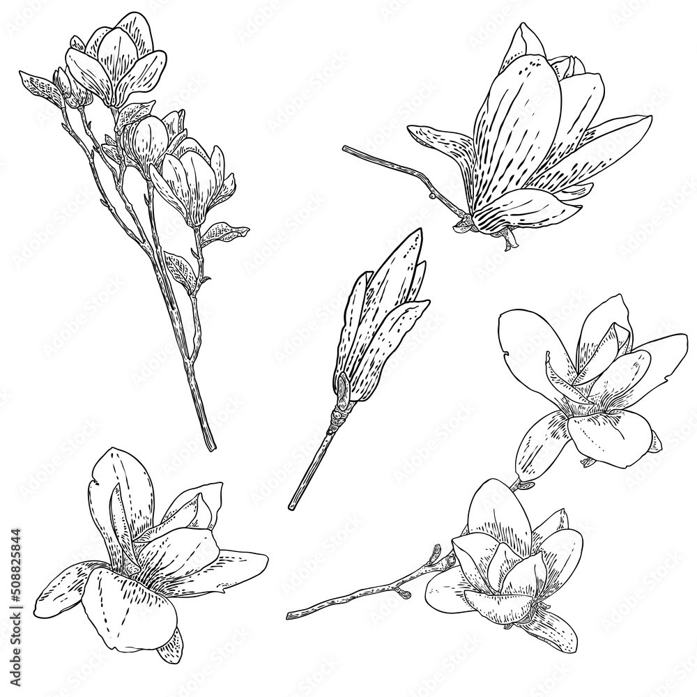 Magnolia flower drawings set. Sketch of floral botany twigs from real ...