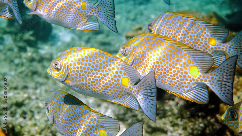 Underwater video of golden rabbitfish or Siganus guttatus school in ...