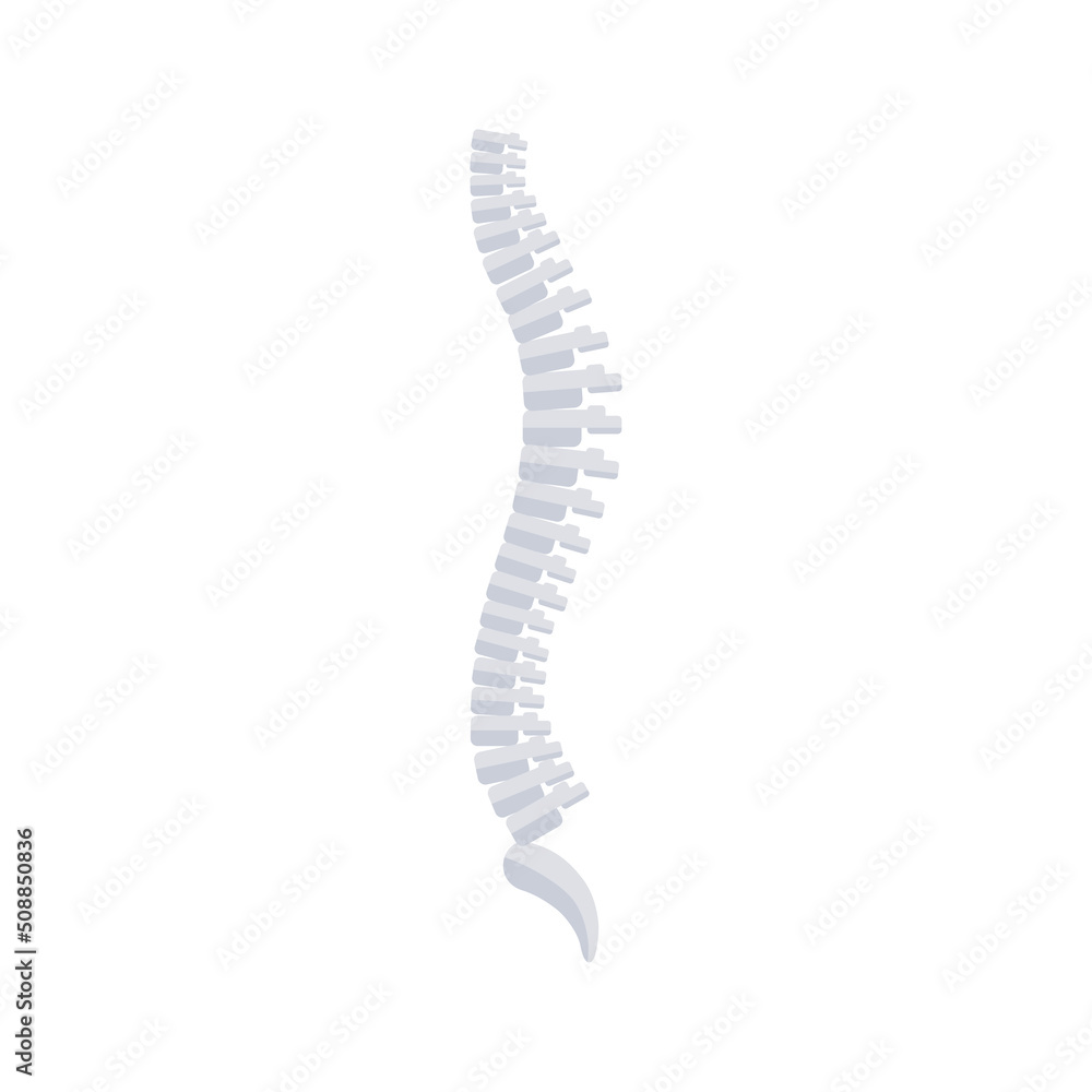 Spine flat icon isolated on white background. Vector illustration ...