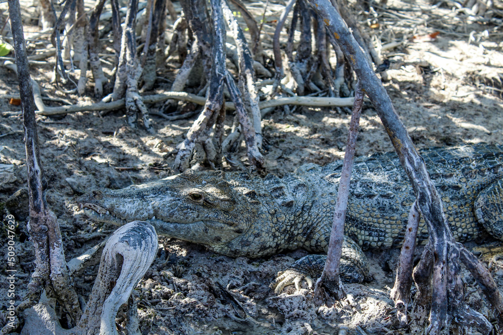 American crocodile hiding into a swamp surrounded by mangrove in sian ...
