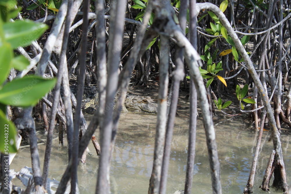 American crocodile hiding into a swamp surrounded by mangrove trees in ...