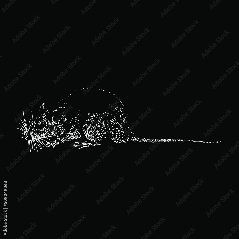 Rat hand drawing vector illustration isolated on black background Stock ...