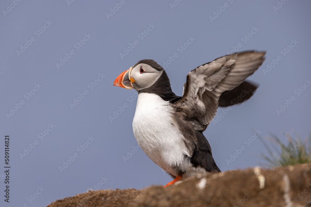 Atlantic puffins on Farne Islands in Northern England. The Farne ...