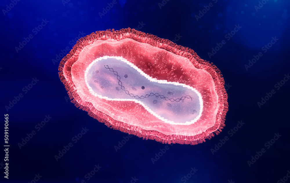 Structure of a Mpox (monkey pox) virus or poxviridae with the core and ...