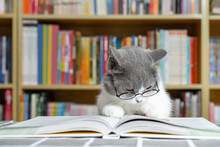 Books And Cat Free Stock Photo - Public Domain Pictures