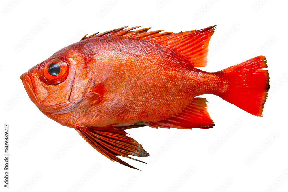 Red colored delicious fish "Longfinned bullseye (Cookeolus japonicus ...