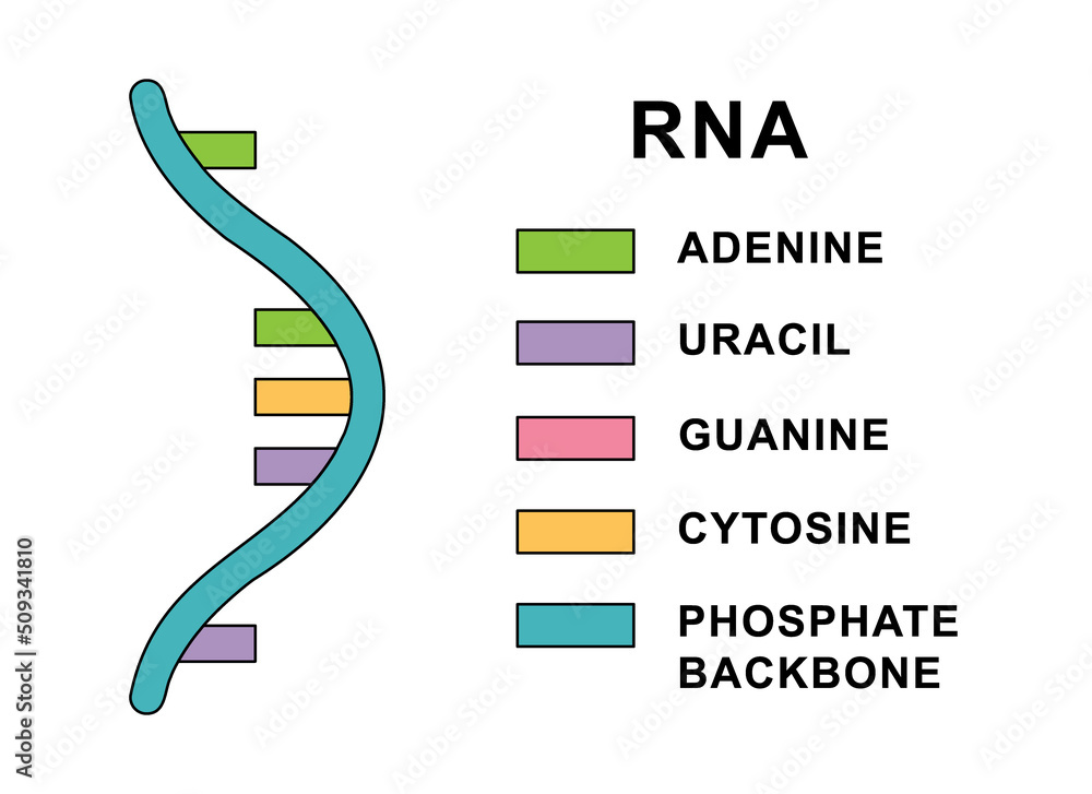Structure of spiral Ribonucleic acid molecule. RNA molecule with ...