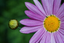 Pink African Daisy Close-up Free Stock Photo - Public Domain Pictures