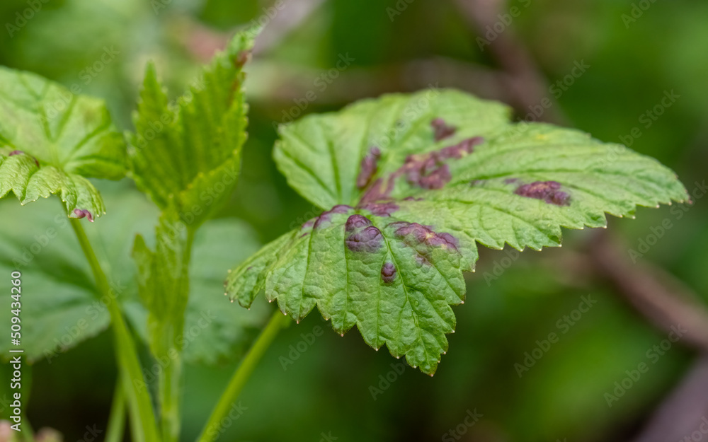 Foto de Stock Leaf of red currant bush infected with pests -gallic ...