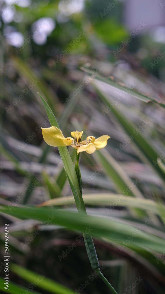 Trimezia known as walking iris, apostle's iris and apostle plant is a ...