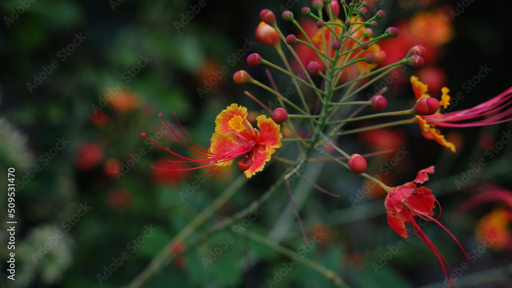 Caesalpinia pulcherrima known as poinciana, peacock flower, red bird of ...