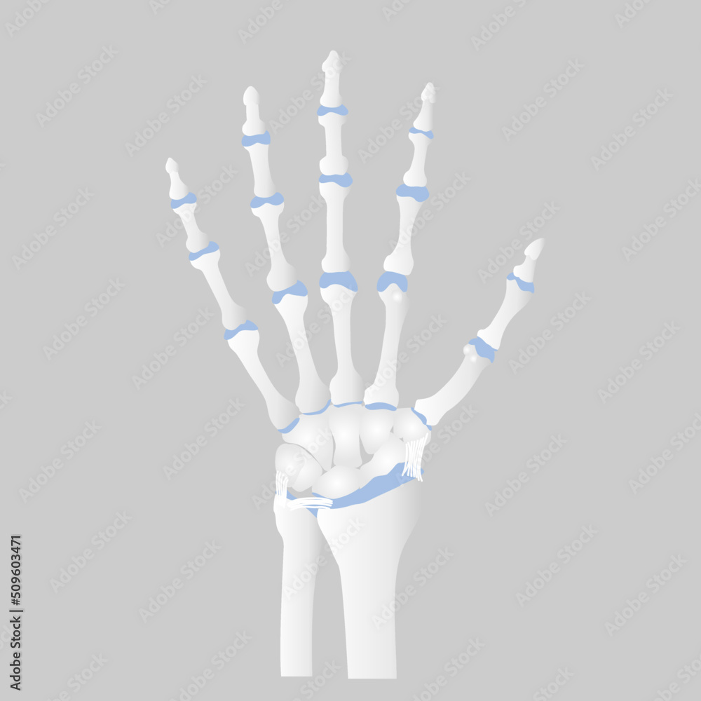 bone of the hand anatomy, internal organs body part orthopedic health ...
