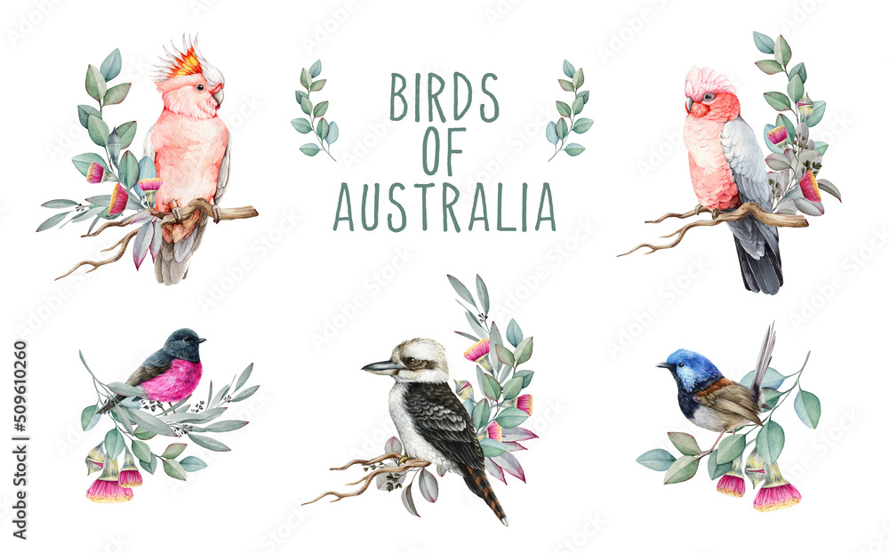 Birds of Australia watercolor illustration set. Hand drawn pink ...