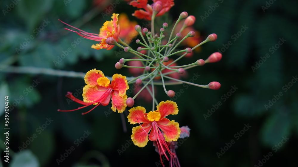 Caesalpinia pulcherrima known as poinciana, peacock flower, red bird of ...