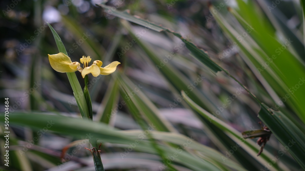 Foto de Stock Trimezia known as walking iris, apostle's iris and ...