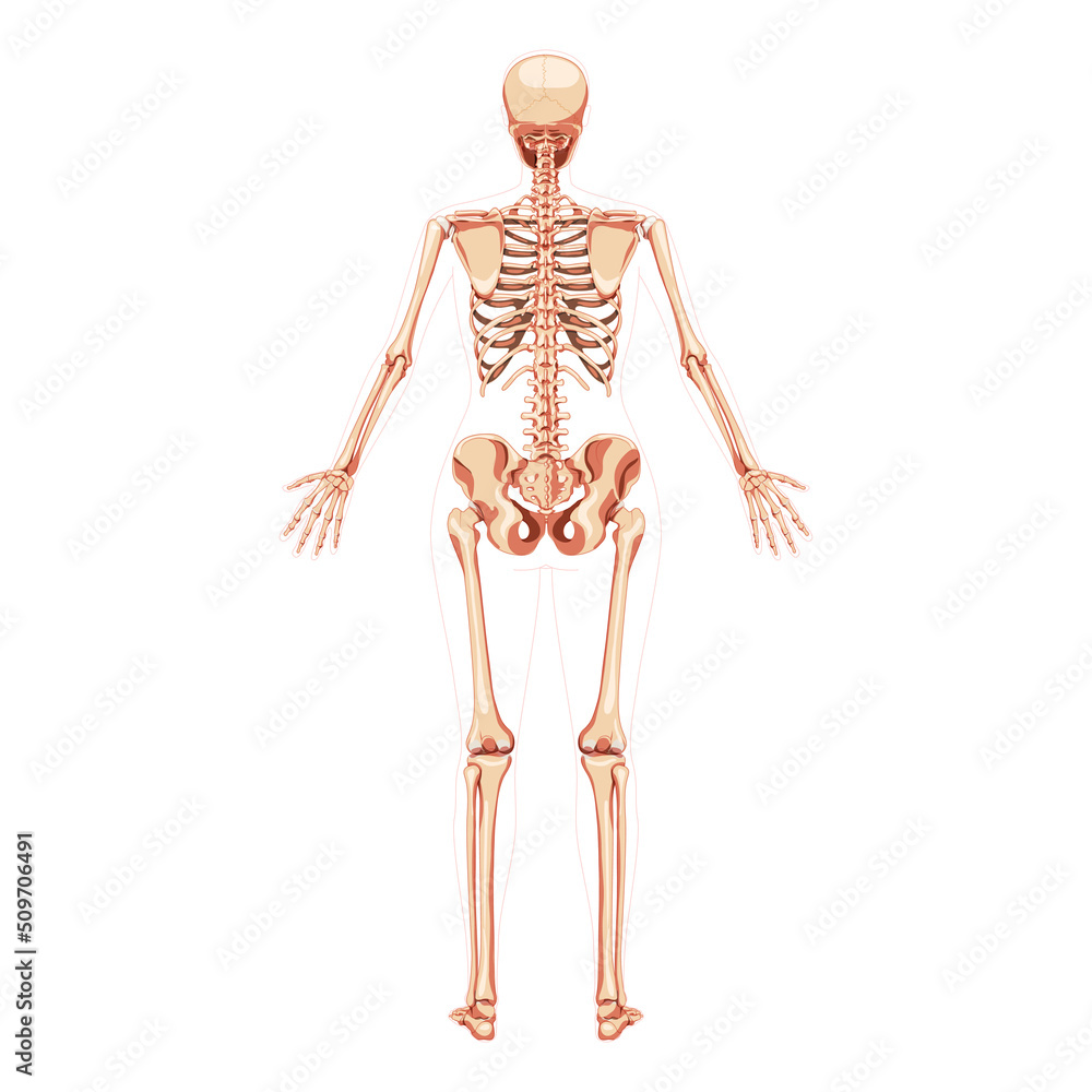 Women Skeleton Human body bones female concept with open hands position ...
