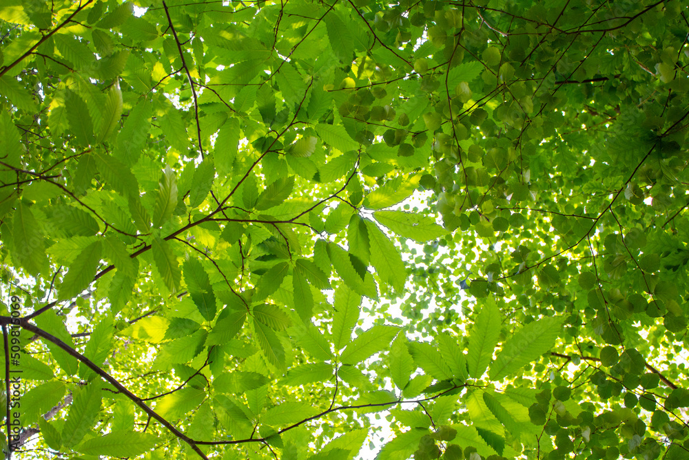 Tree canopy from underneath Stock Photo | Adobe Stock