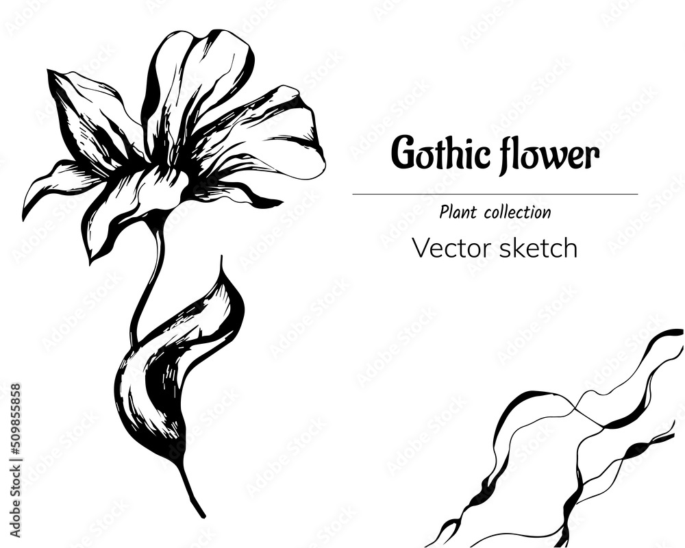 Ink drawn flower isolated on white background, gothic style black and ...