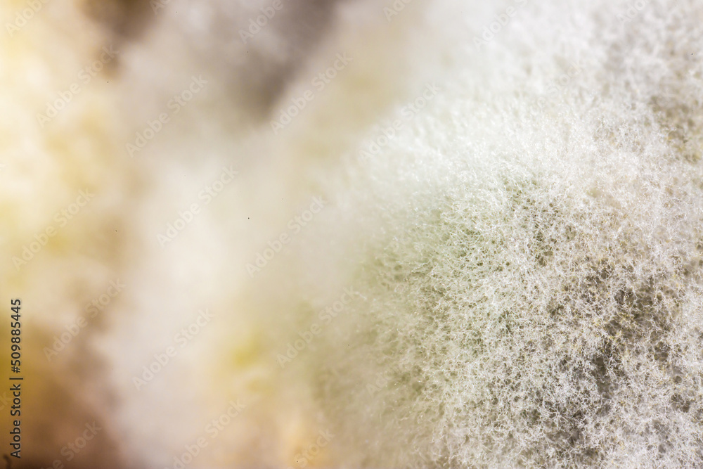 Mold close-up macro. Moldy fungus on food. Fluffy spores mold as a ...