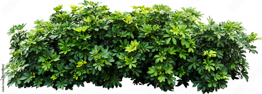 Green Plant Shrubbery Isolated Stock Photo | Adobe Stock