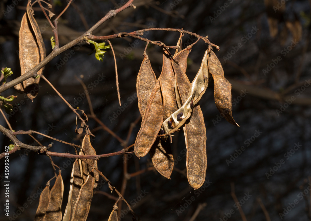 Robinia pseudoacacia, commonly known in its native territory as black ...