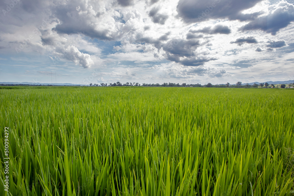 Rice paddy under sky with rain clouds Stock Photo | Adobe Stock
