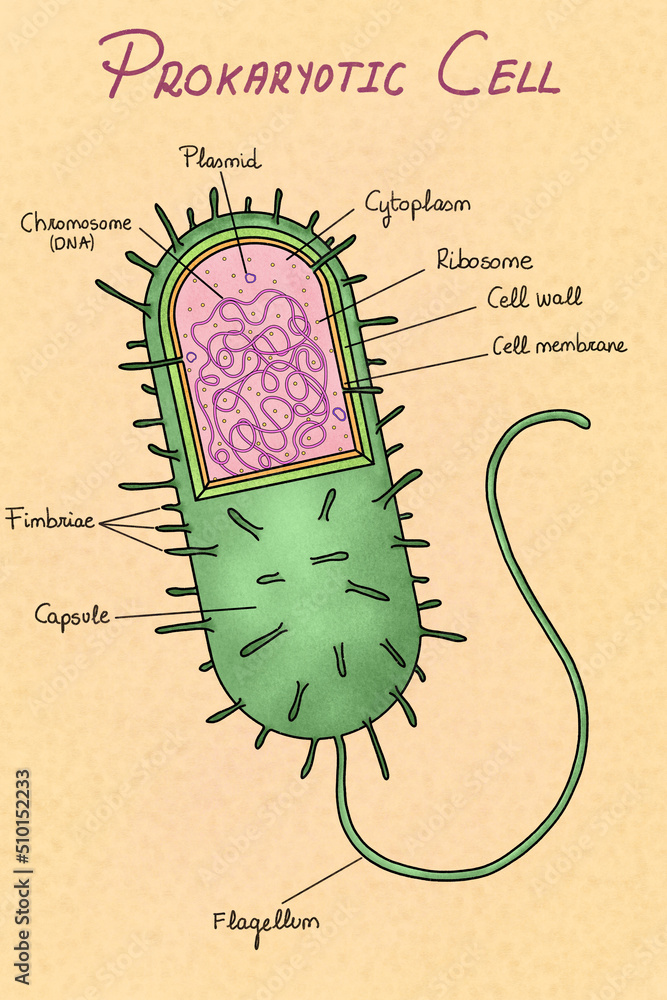 Prokaryotic cell anatomy illustration Stock Photo | Adobe Stock