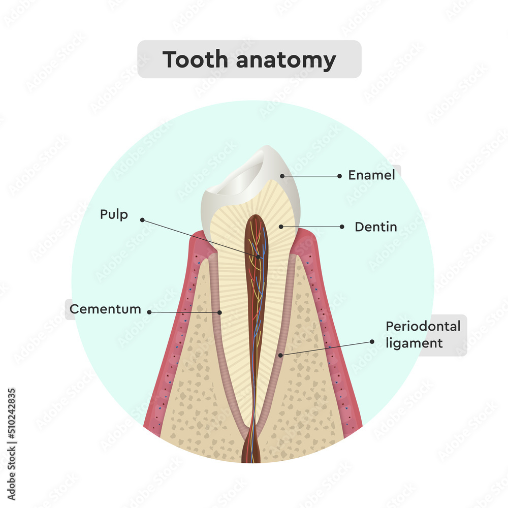 Tooth anatomy. Vector human anatomy Stock Vector | Adobe Stock