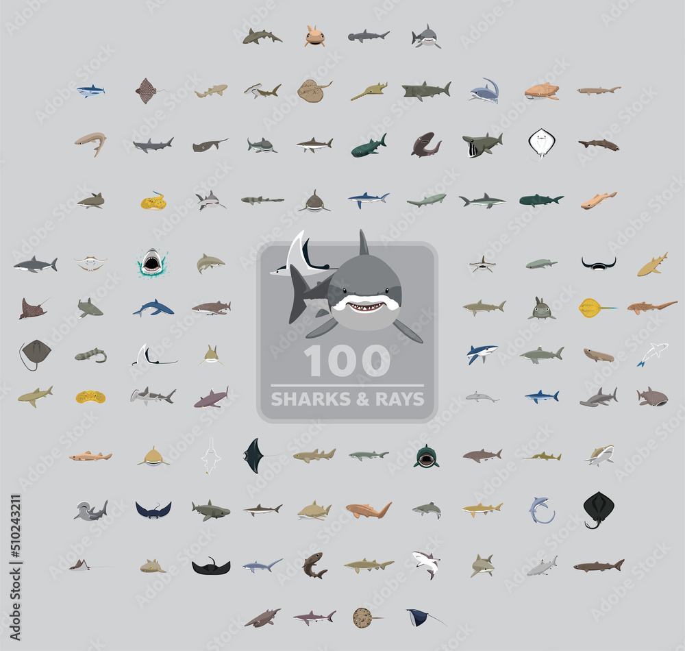One Hundred Sharks and Rays Cartoon Vector Illustration Set Stock ...