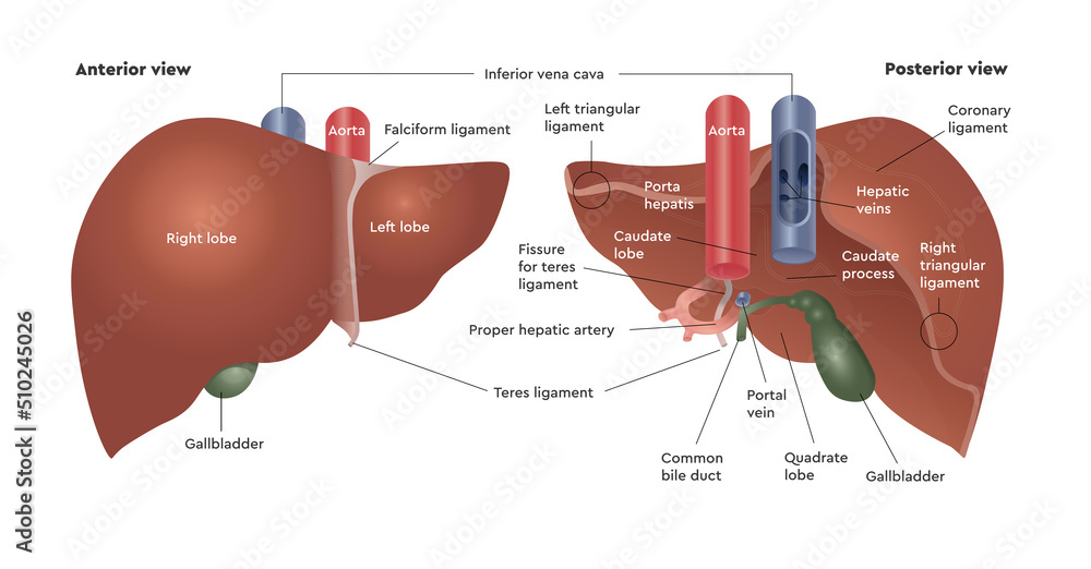 Anatomy of the liver. The structure of human organs Stock Vector ...