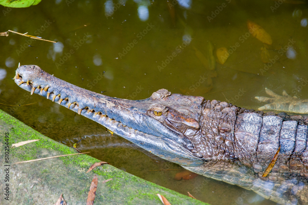 The false gharial is a freshwater crocodilian native to Malaysia ...