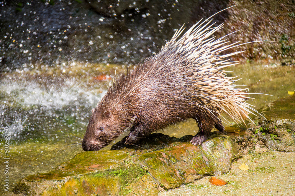 Foto The Malayan porcupine (Hystrix brachyura) is a species of rodent ...
